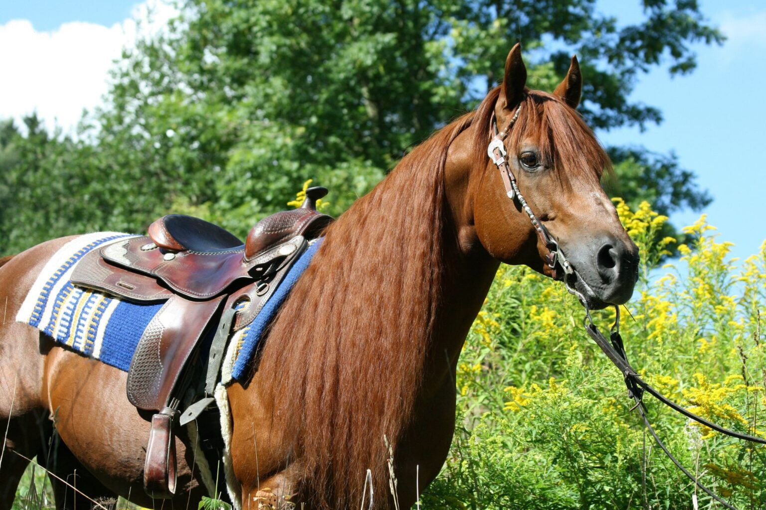 A Safe Bet: Choosing the Perfect Horse Tack & Equipment - Horse Rookie