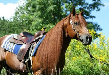 Western Dressage for Horse Rookies: A Beginner's Guide - Horse Rookie