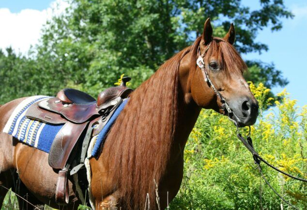 5 Best Helmet Mounted Cameras to Record Your Ride - Horse Rookie
