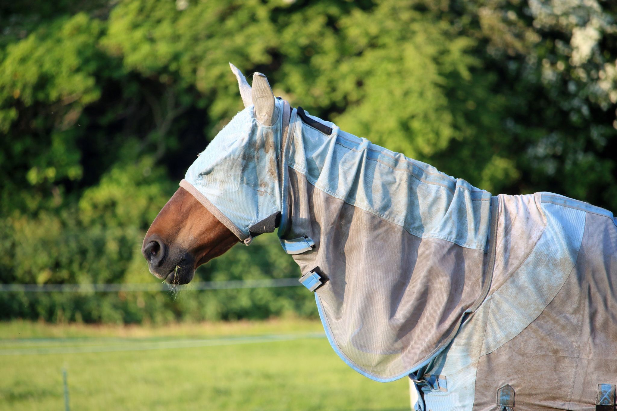 The Best UV Protection Under the Sun (Horses & Riders) - Horse Rookie
