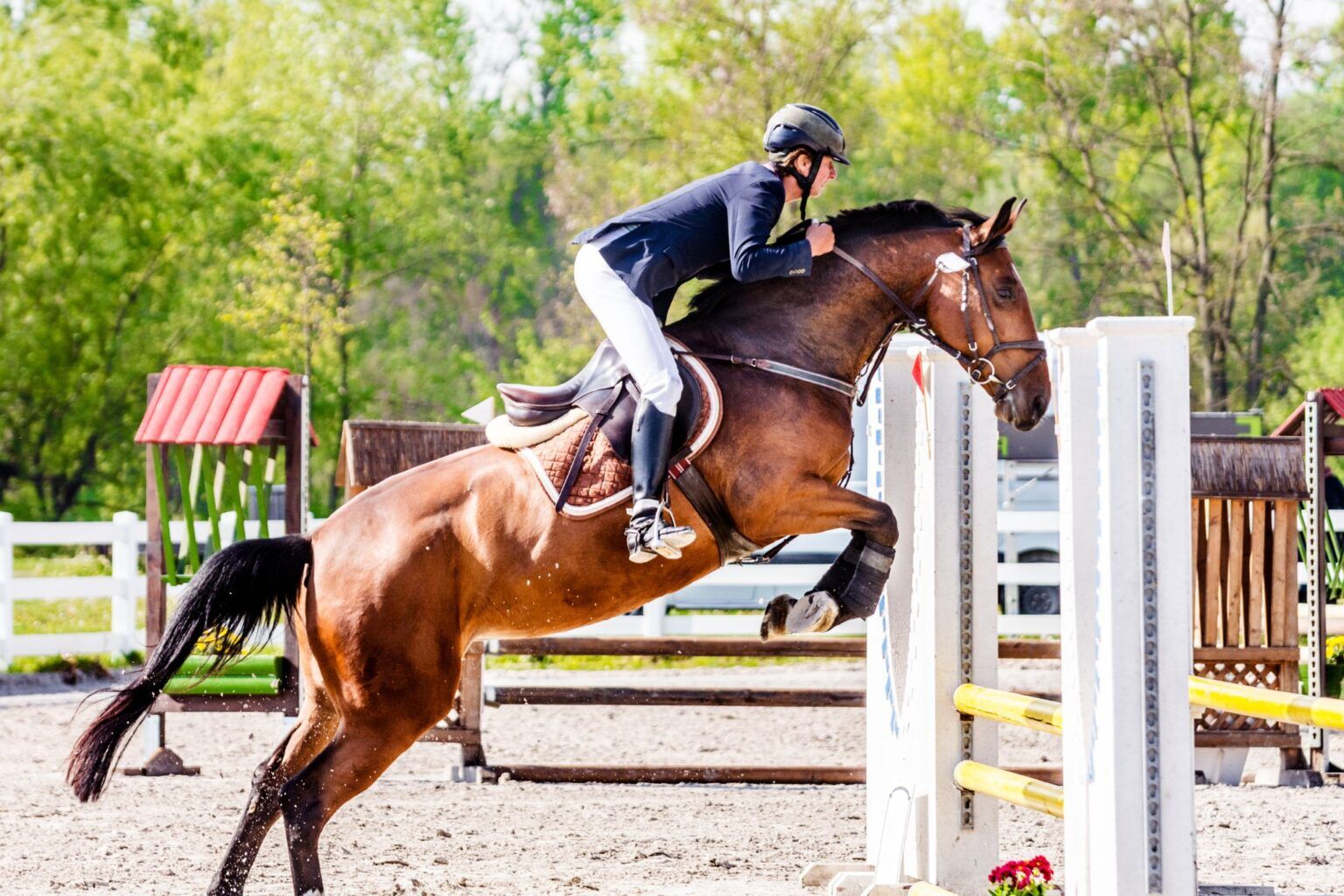 Horse Insurance: What, Why, and How (Much!) - Horse Rookie