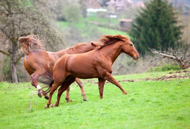 Gimmick or Guarantee? Low Starch Horse Feeds - Horse Rookie Gimmick or Guarantee? Low Starch Horse Feeds - Horse Rookie