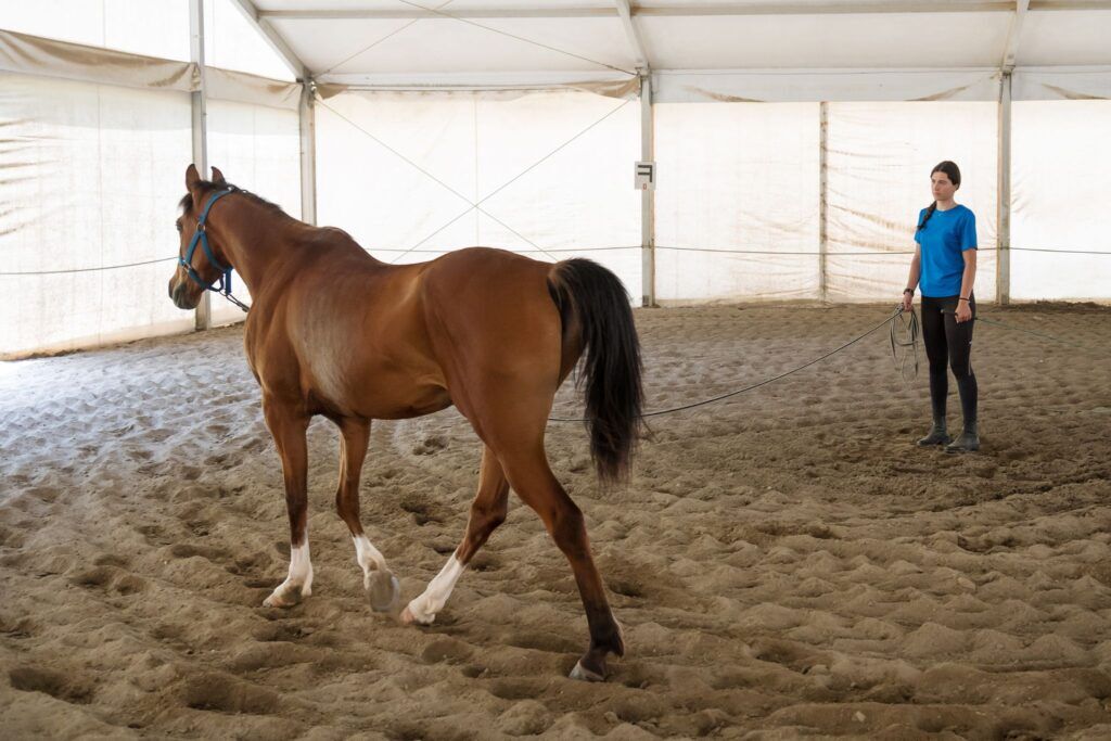 Horse Riding 101: How to Stay Safe in the Saddle - Horse Rookie