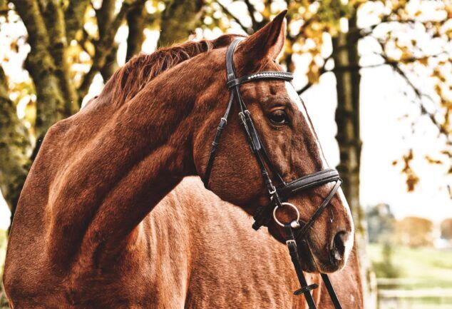 When, Why, and How to Use Liniment on Horses - Horse Rookie