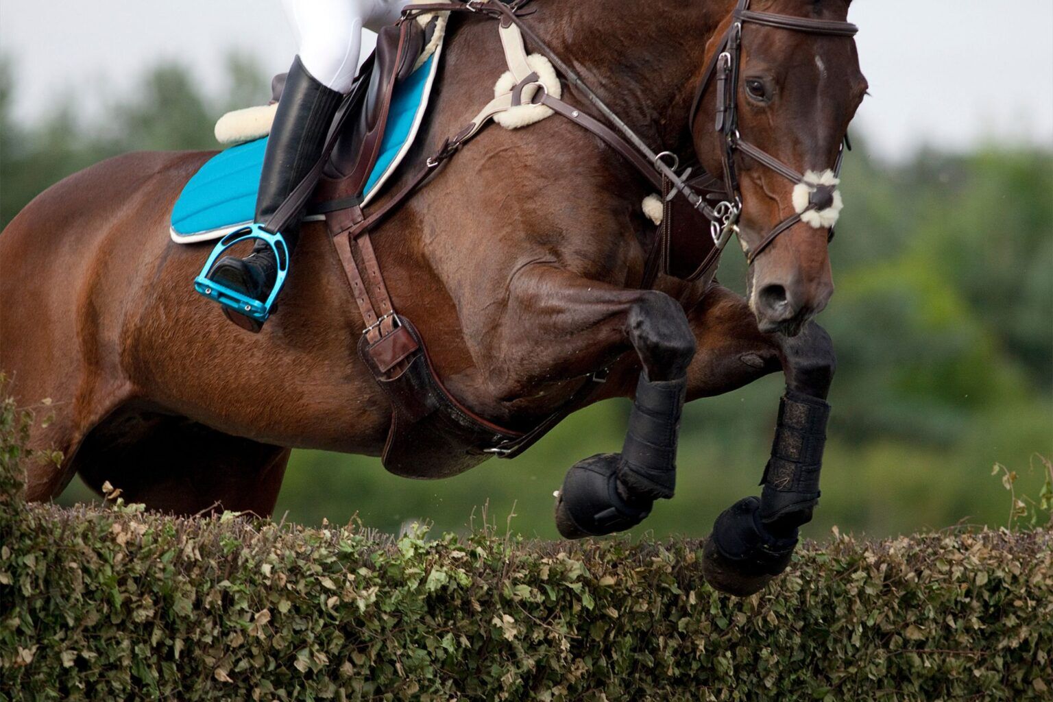 Inside Look: Horse Show Jumping Course Design and Strategy - Horse Rookie