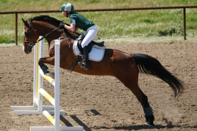 Anatomy of a Jump Through the Eyes of an Equine - Horse Rookie
