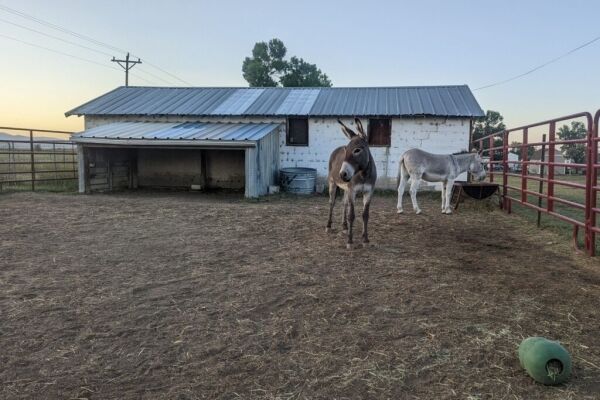 Barn Management Best Practices for Burros - Horse Rookie