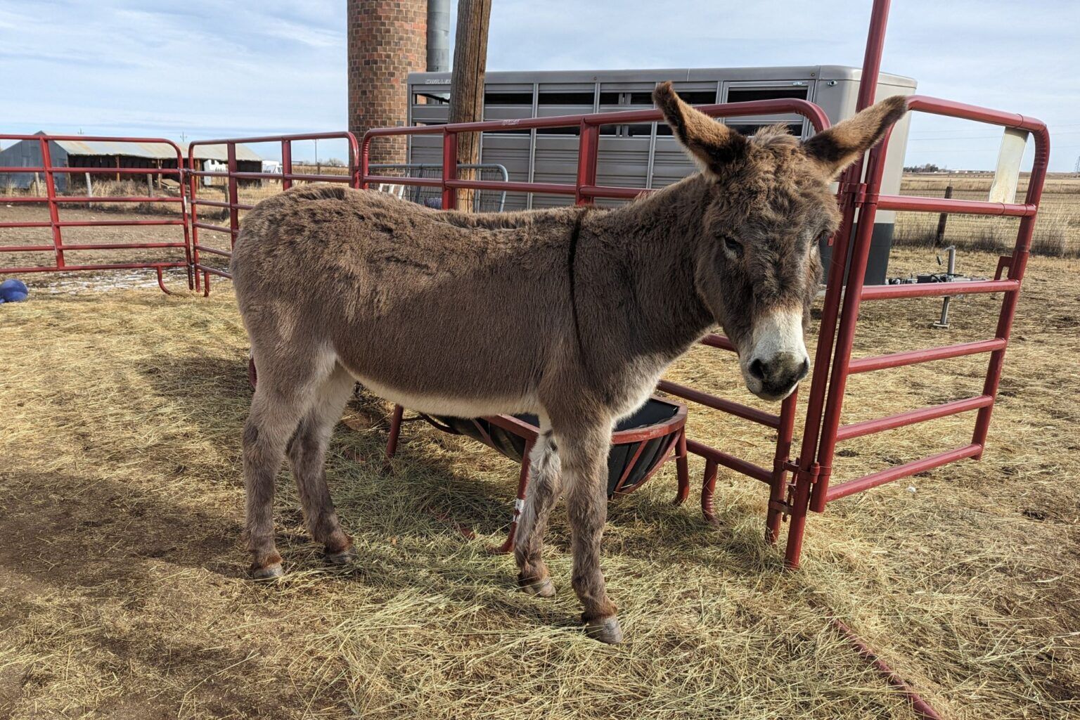 Do Senior Donkeys Need Joint Supplements? - Horse Rookie
