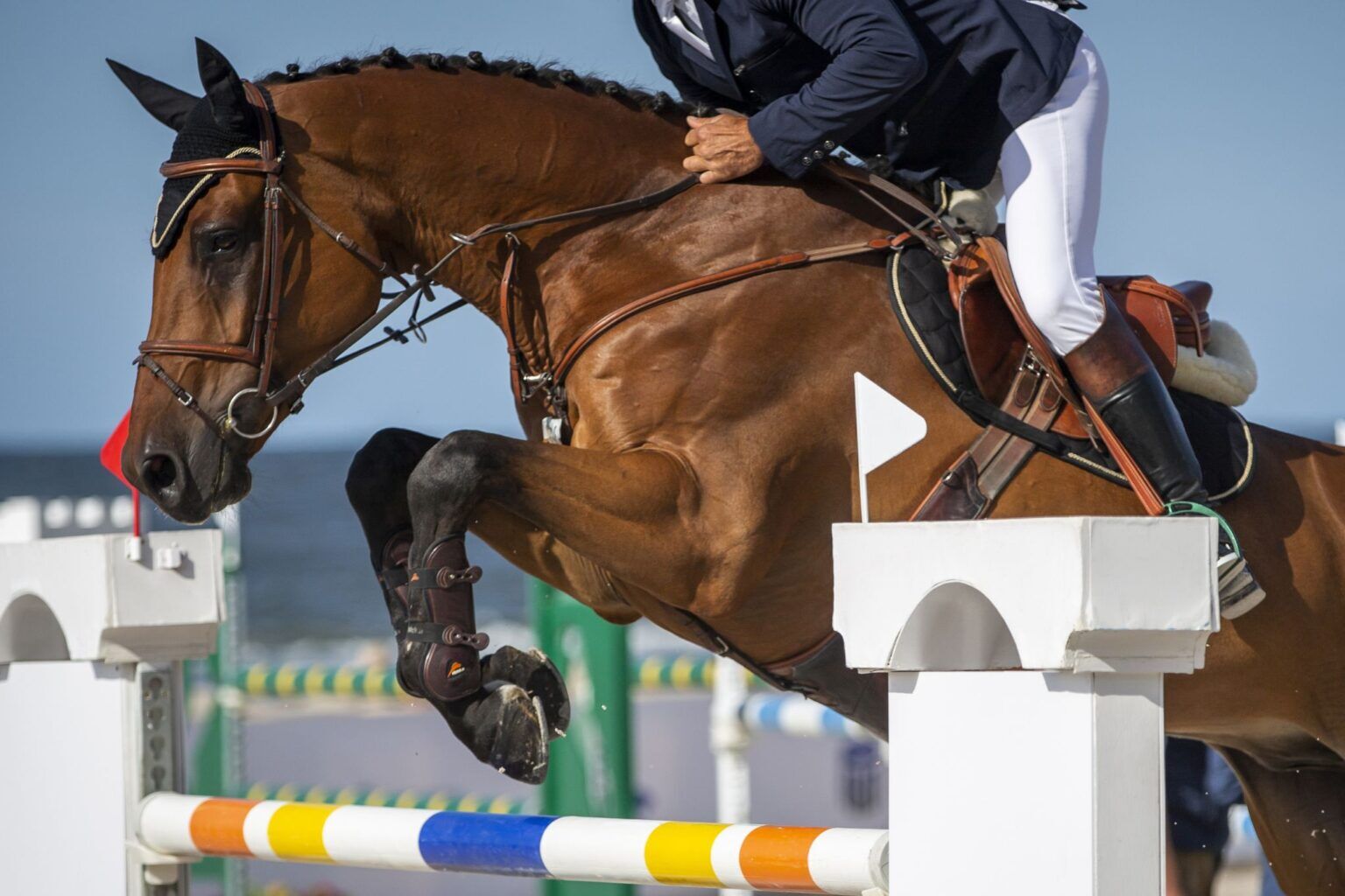 Anatomy of a Jump Through the Eyes of an Equine - Horse Rookie