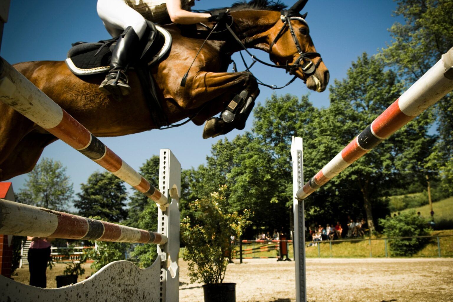 Anatomy of a Jump Through the Eyes of an Equine - Horse Rookie