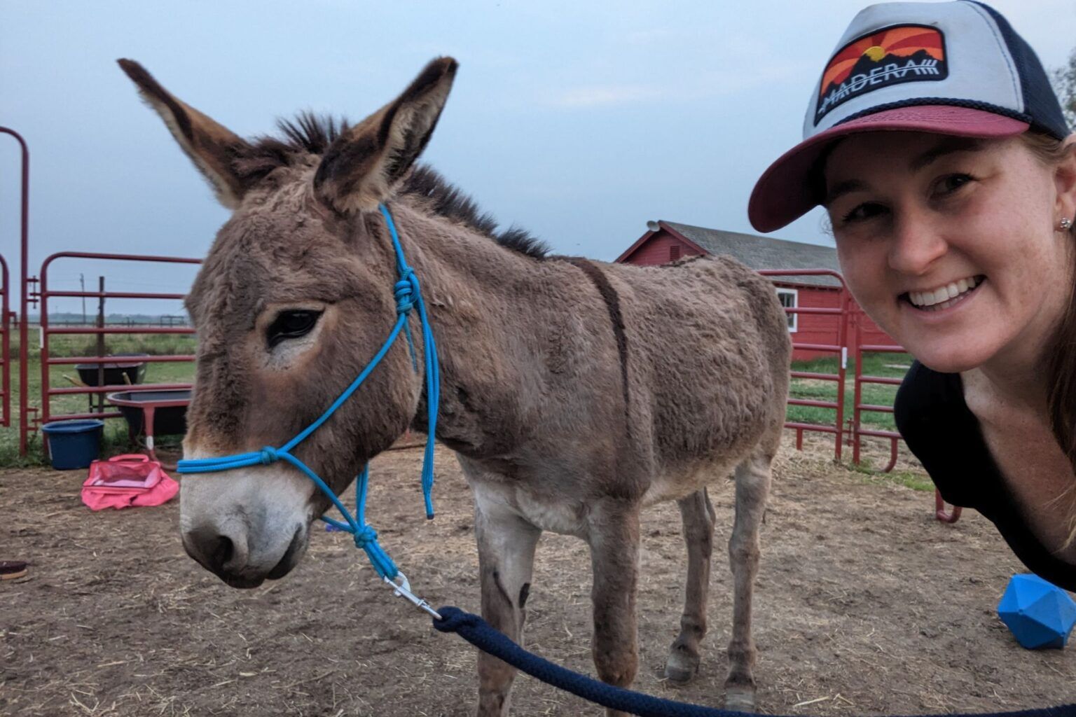 Been There, Tried That: Training Tips for Wild Burros - Horse Rookie