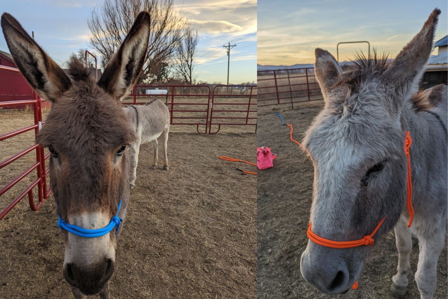 Been There, Tried That: Training Tips for Wild Burros - Horse Rookie
