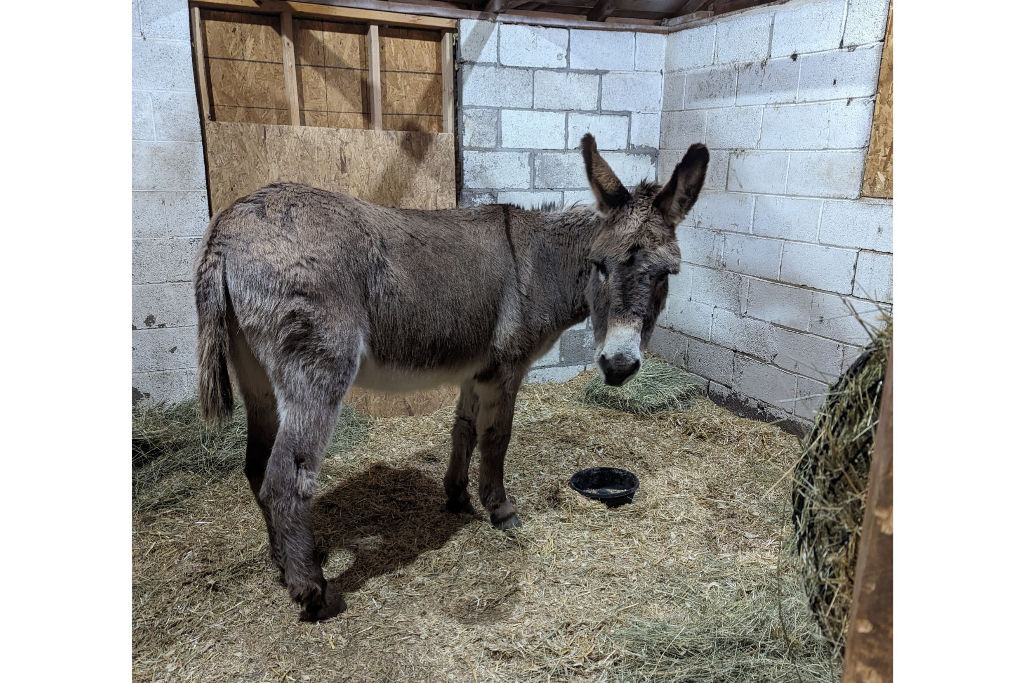 Donkey Care in Extremely Cold Conditions - Horse Rookie