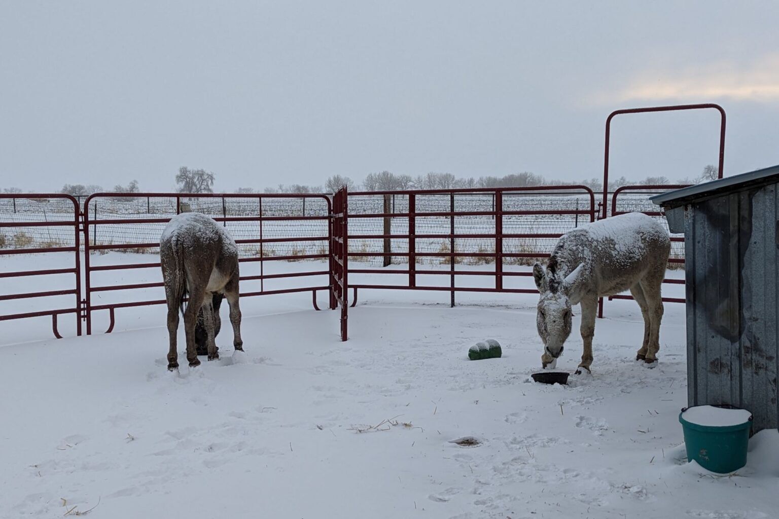 Donkey Care in Extremely Cold Conditions - Horse Rookie
