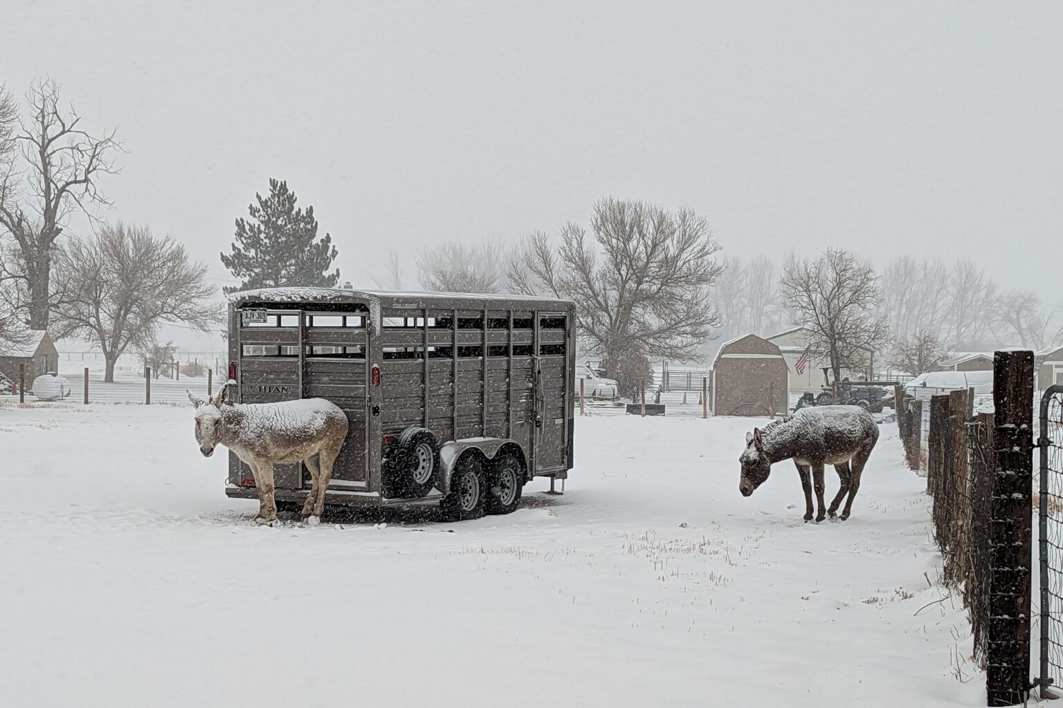 Donkey Care in Extremely Cold Conditions - Horse Rookie