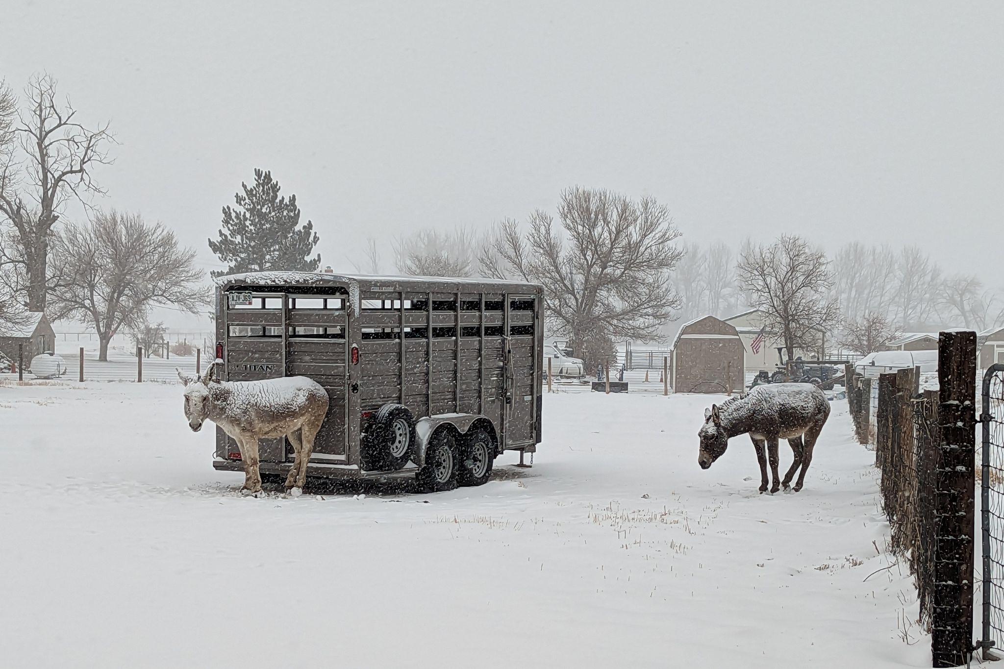 Donkey Care in Extremely Cold Conditions - Horse Rookie