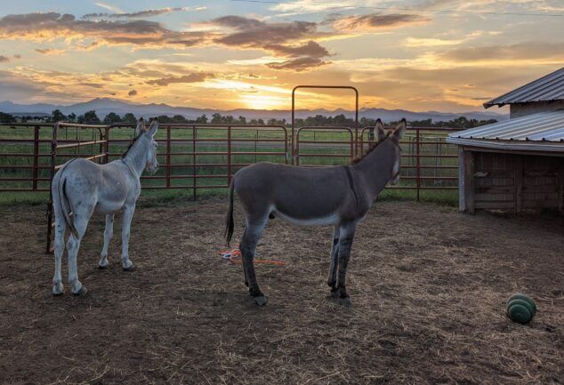 14 Best Treats and Toys for Busy-Minded Donkeys - Horse Rookie