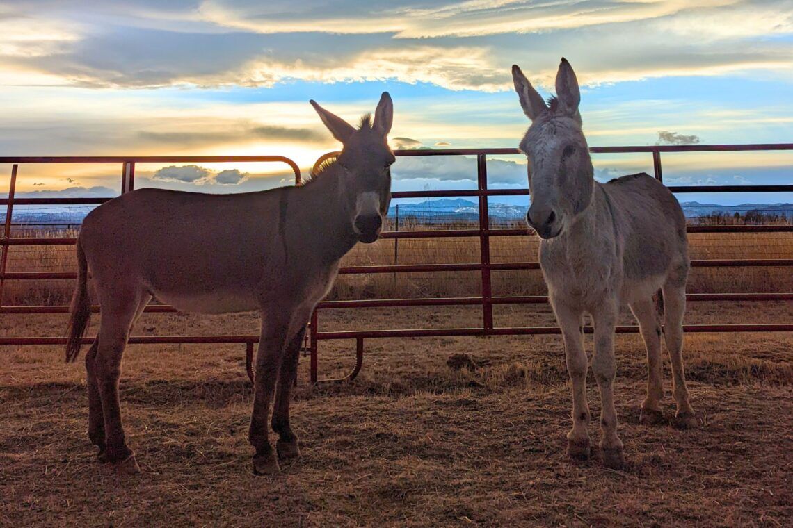 Burro Body Language Basics - Horse Rookie