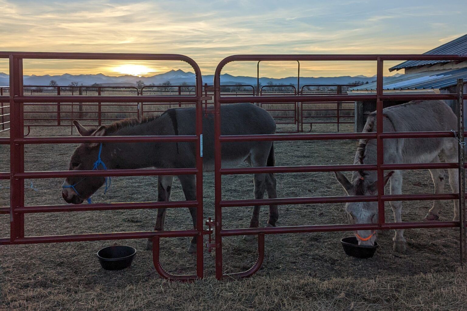 Been There, Tried That: Training Tips for Wild Burros - Horse Rookie