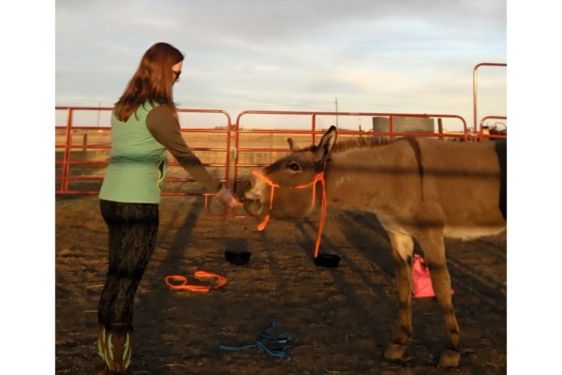 Been There, Tried That: Training Tips for Wild Burros - Horse Rookie