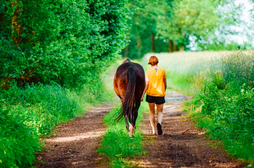 Myth Busters: Do Horses Actually Like Being Ridden? - Horse Rookie